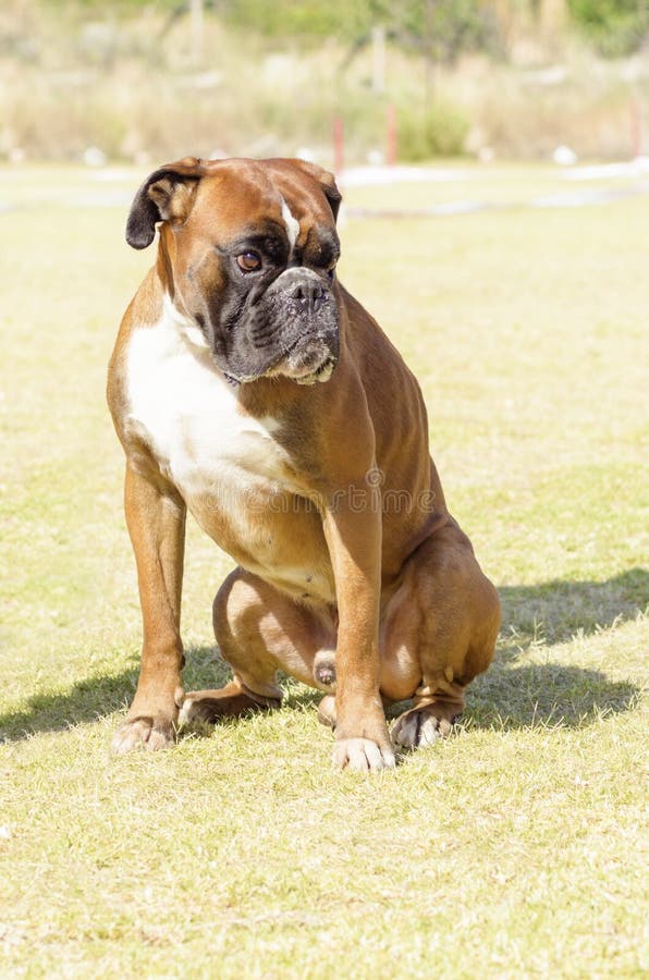 Perro del boxeador foto de archivo. Imagen de perezoso - 45041498