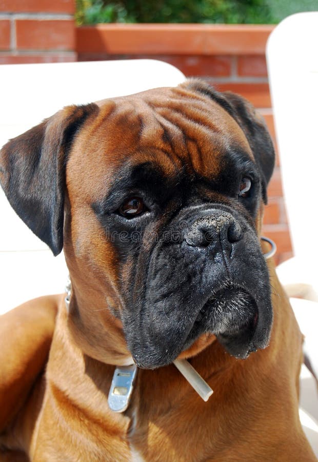 Perro del boxeador foto de archivo. Imagen de mascota, perro - 274112