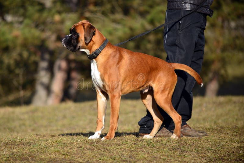 Perro Del Boxeador En Un Paseo Imagen de archivo - Imagen de pasear ...