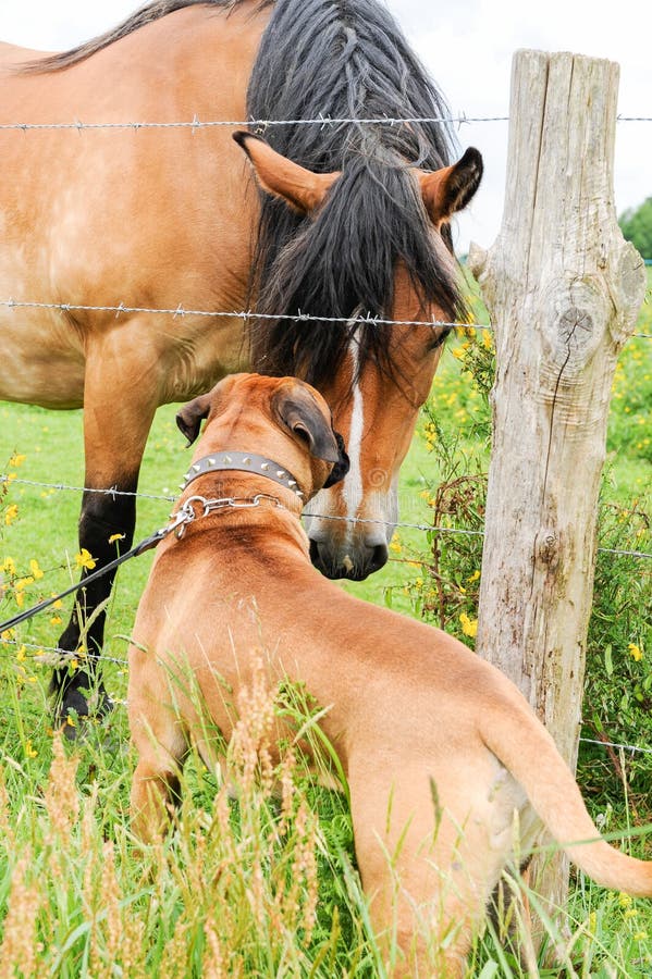 Un Perro Bóxer Haciendo Amigos Con Un Caballo Foto de archivo - Imagen ...