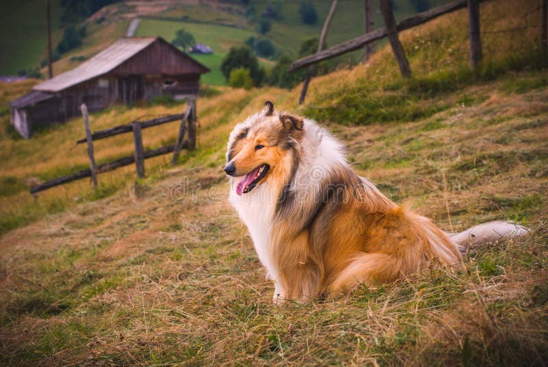 Perro del collie foto de archivo. Imagen de imagen, mirada - 107762846