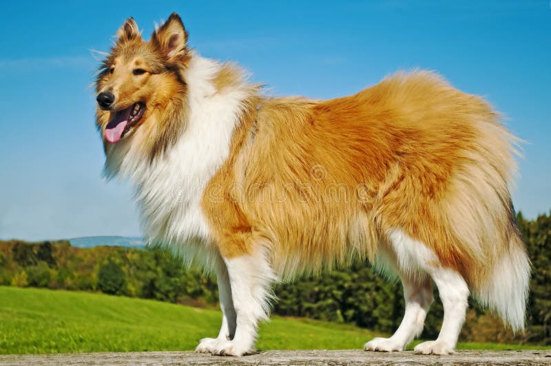 Perro del collie foto de archivo. Imagen de criado, perro - 21396986