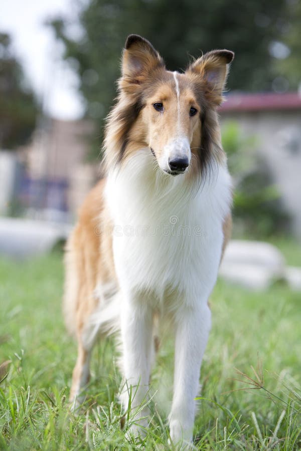 Perro del collie foto de archivo. Imagen de amigo, enterado - 23148476