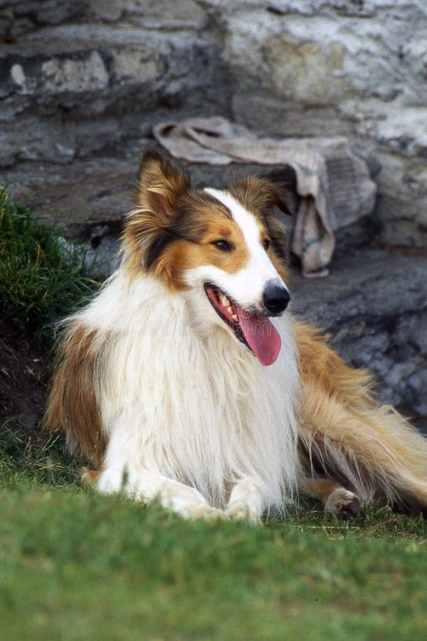 Perro del collie foto de archivo. Imagen de muchacha, lindo - 5271662