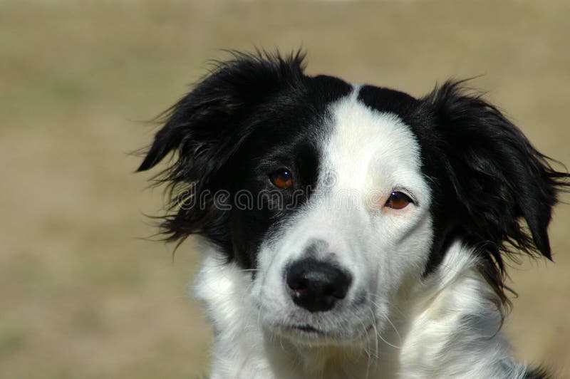 4,200 Cara Del Perro Negro Border Collie Fotos de stock - Fotos libres ...