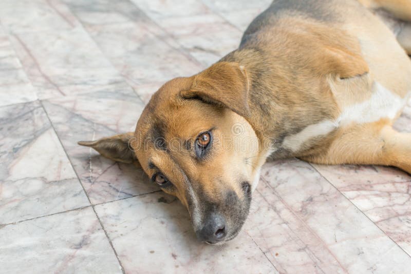 Perro Del Defecto Con Tres Piernas Foto de archivo - Imagen de perezoso ...