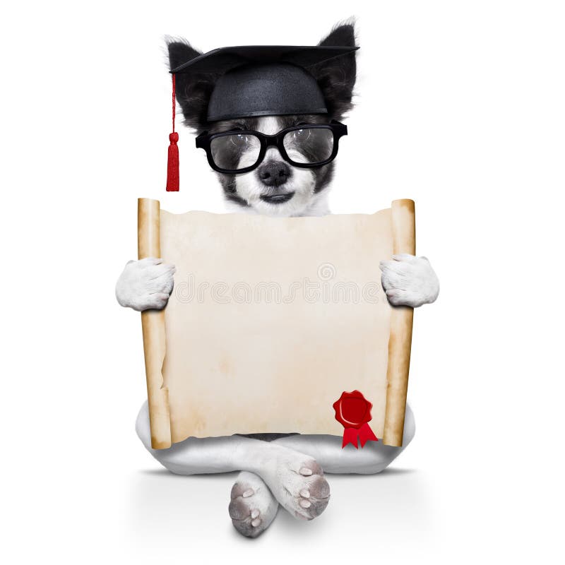 Perro graduado imagen de archivo. Imagen de mascota, elegante - 23266647