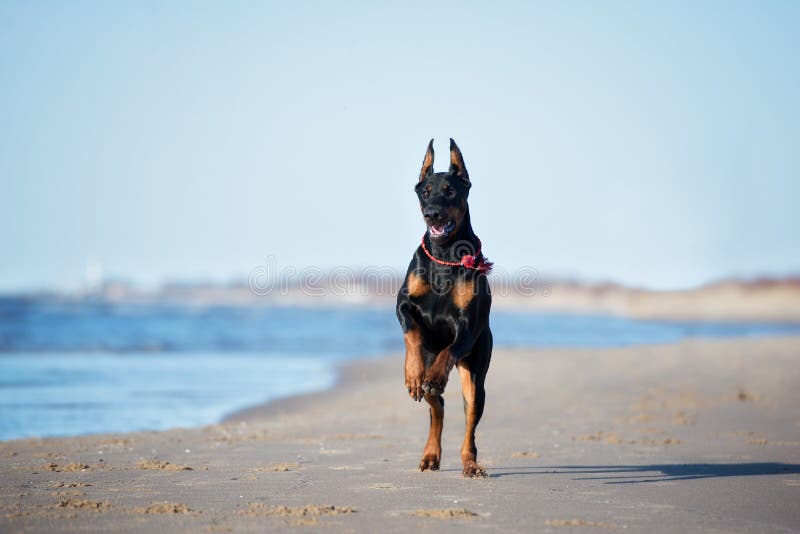 Doberman - 06 imagen de archivo. Imagen de alemán, adorable - 2113007