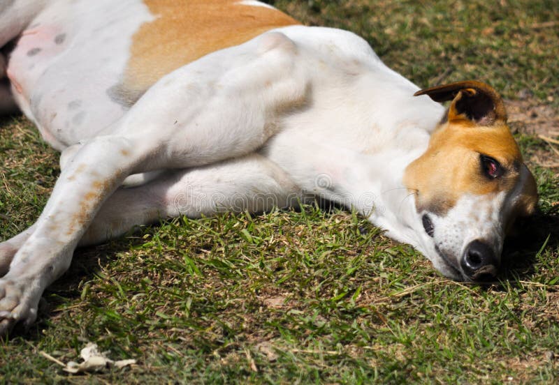 Retrato De Un Espanol Negro Del Galgo Imagen de archivo - Imagen de ...