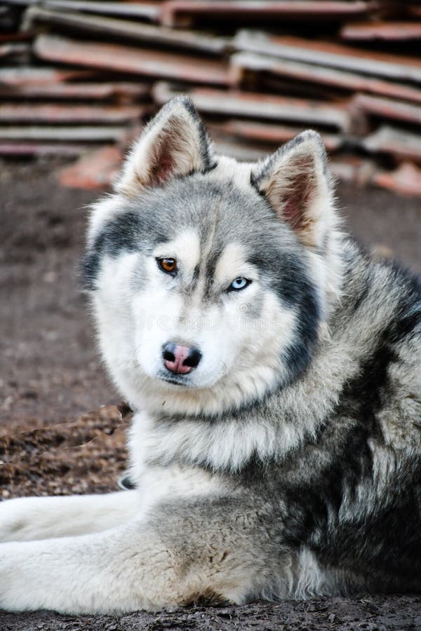 Perro Del Perro Esquimal Siberiano Imagen de archivo - Imagen de eficaz ...