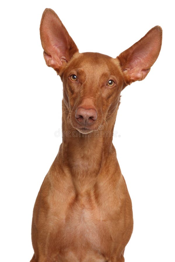 Perro del faraón foto de archivo. Imagen de perro, frondoso - 47259836