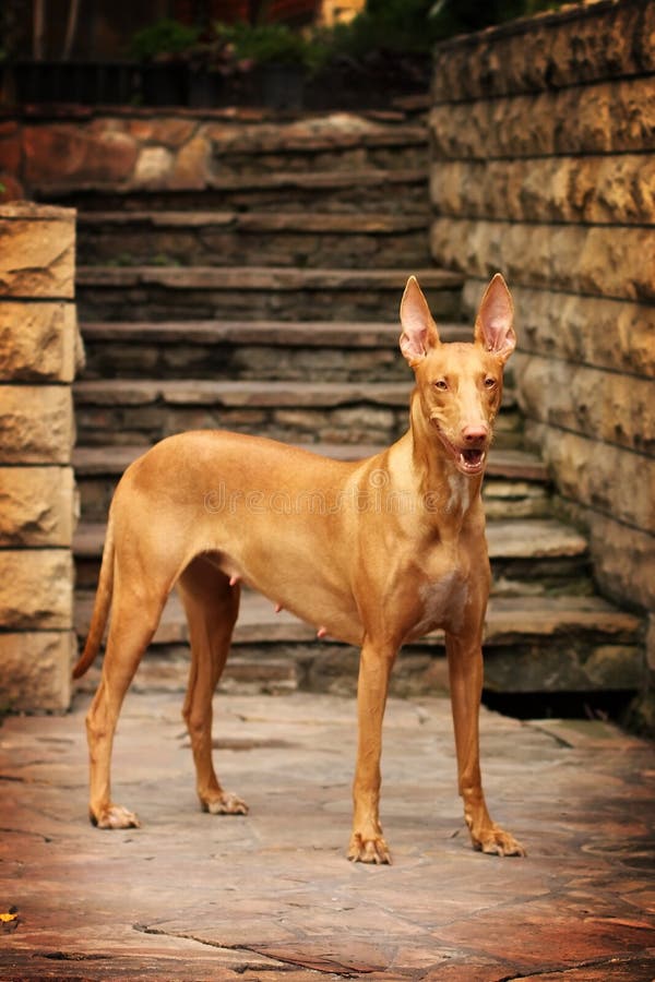 Pares de perros del faraón imagen de archivo. Imagen de agraciado ...