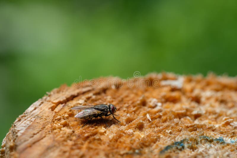 Perro Del Insecto O Mosca De La Grapa En La Madera Foto de archivo ...
