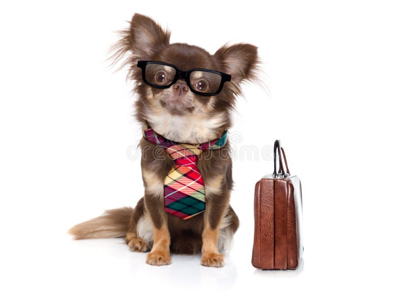 Perro Del Jefe Del Oficinista Foto de archivo - Imagen de cartera ...