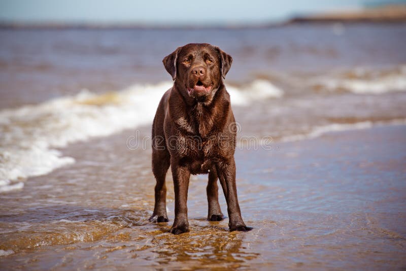 Perro Del Labrador Retriever Que Juega En El Mar Imagen de archivo ...