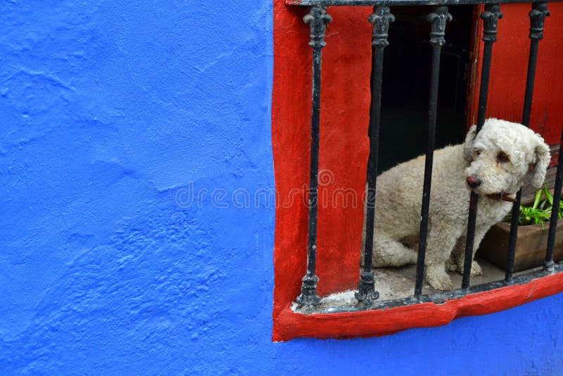 Perro del observador imagen de archivo. Imagen de vida - 59001159