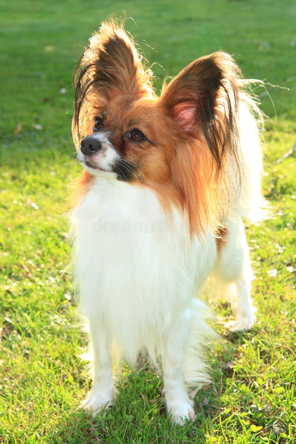 Perro Del Papilon En La Hierba Verde Foto de archivo - Imagen de ...