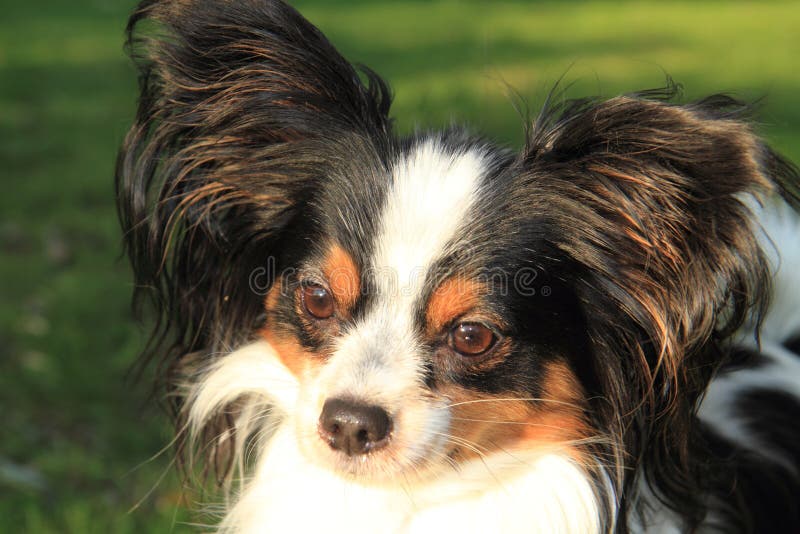 Perro Del Papilon En La Hierba Verde Foto de archivo - Imagen de canino ...