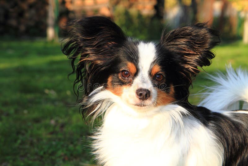 Perro Del Papilon En La Hierba Verde Foto de archivo - Imagen de ...