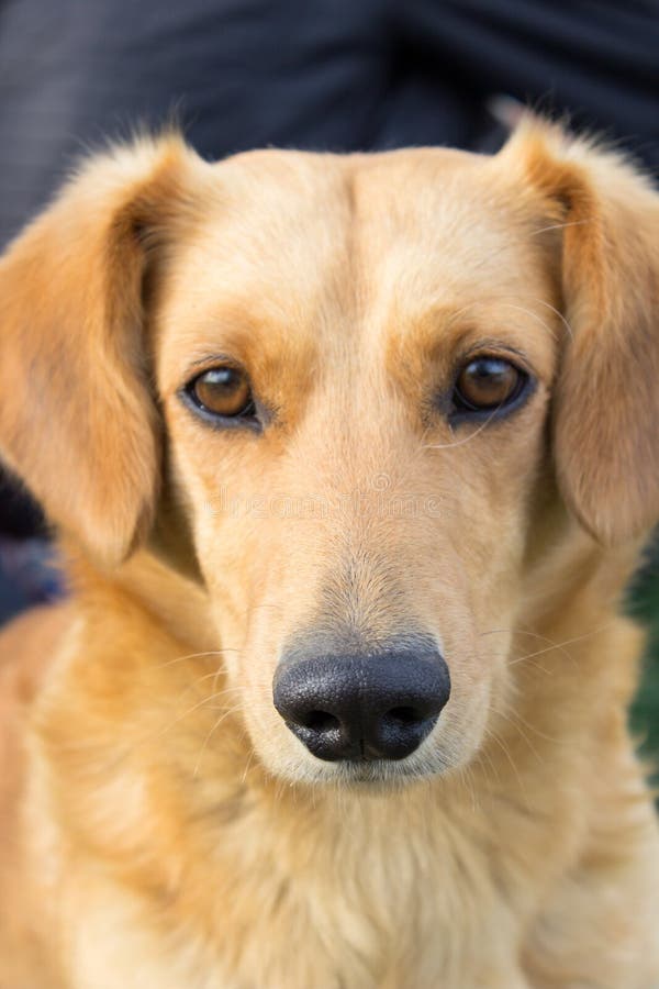 Retrato De Un Perro De Caza Pelirrojo Imagen de archivo - Imagen de ...