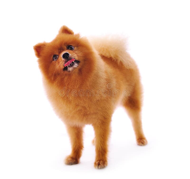 Perro Del Perro De Pomerania De Pomeranian Foto de archivo - Imagen de ...