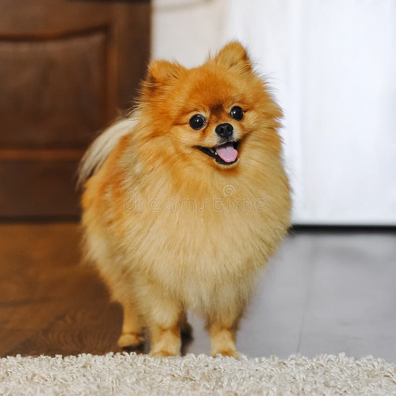 Pequeño Perro Del Perro De Pomerania Rojo Juguetón De Pomeranian Imagen ...