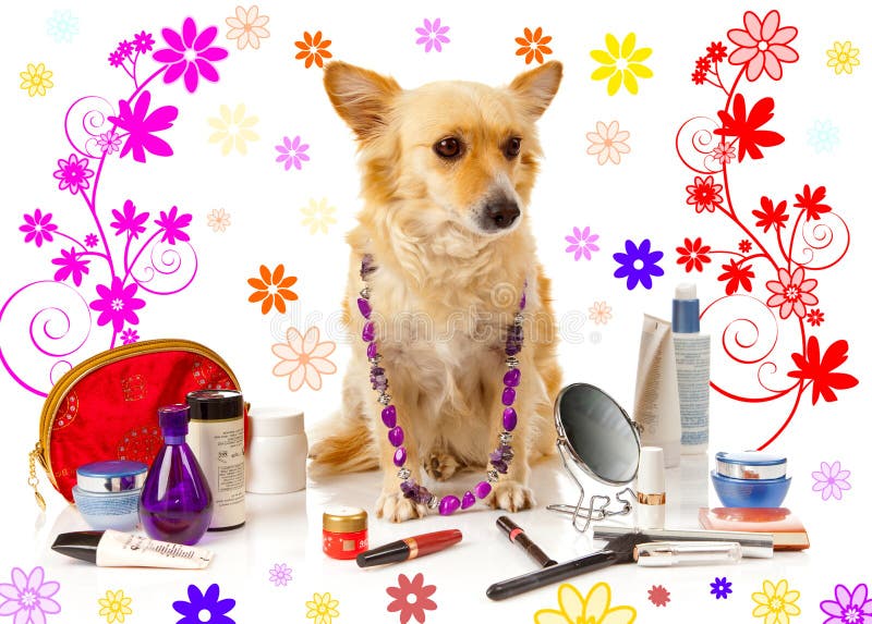 Perro Del Perro De Pomerania En El Fondo Blanco Imagen de archivo ...