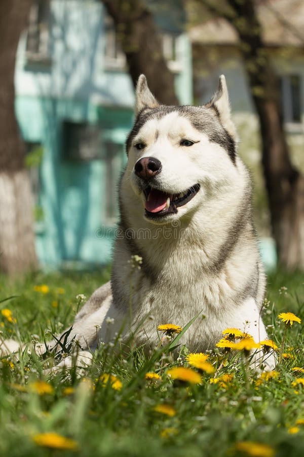 Perro Del Perro Esquimal Siberiano Foto de archivo - Imagen de ...