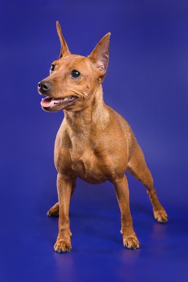 Perro del Pinscher foto de archivo. Imagen de mirando - 3672164