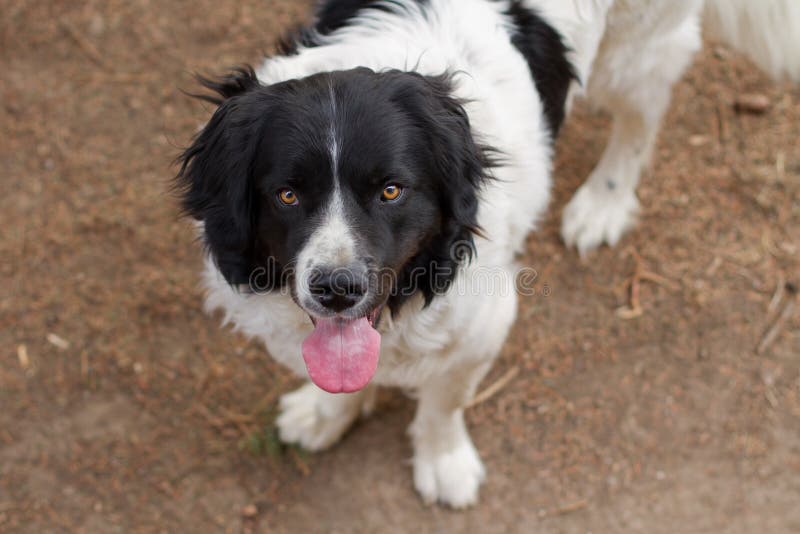 Perro Del Purasangre De Landseer Foto de archivo - Imagen de mirada ...