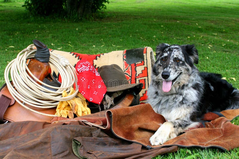 Perro del rancho imagen de archivo. Imagen de animal - 80009829