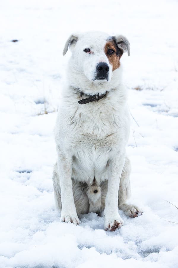 Perro del rancho imagen de archivo. Imagen de granja - 80009829