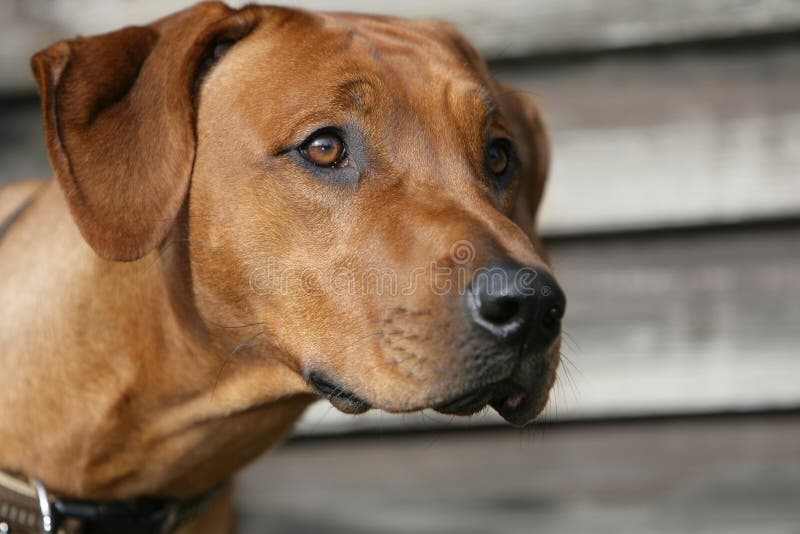 Perro De Rhodesian Ridgeback Imagen de archivo - Imagen de honestidad ...