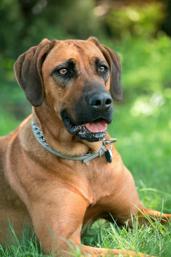 Perro Del Ridgeback De Rhodesian Imagen de archivo - Imagen de adorable ...