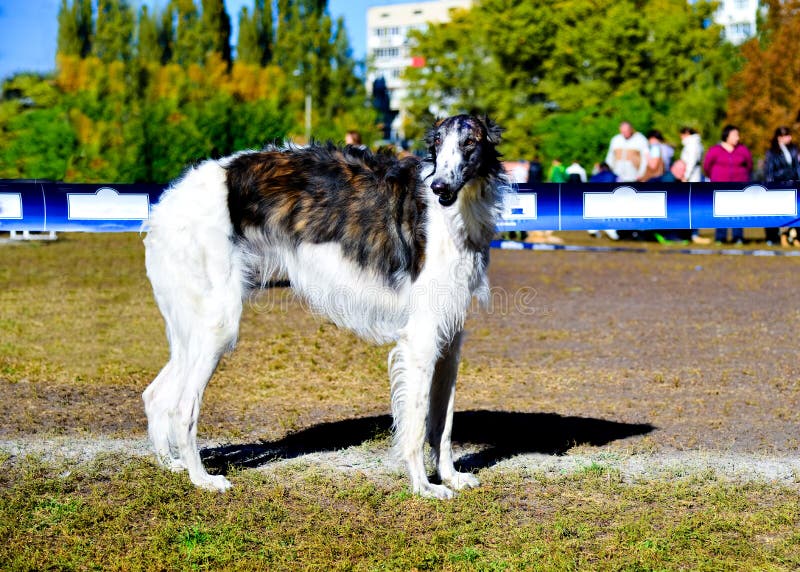 Perro Del Ruso Del Galgo Ruso Imagen de archivo - Imagen de nadie, ruso ...