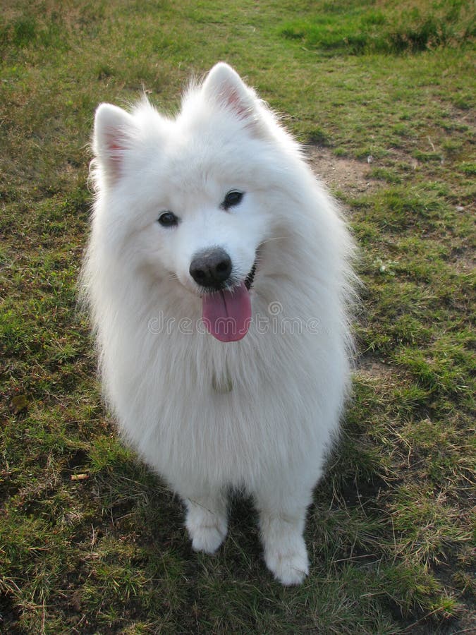 Perro del samoyedo imagen de archivo. Imagen de mirada - 2920195