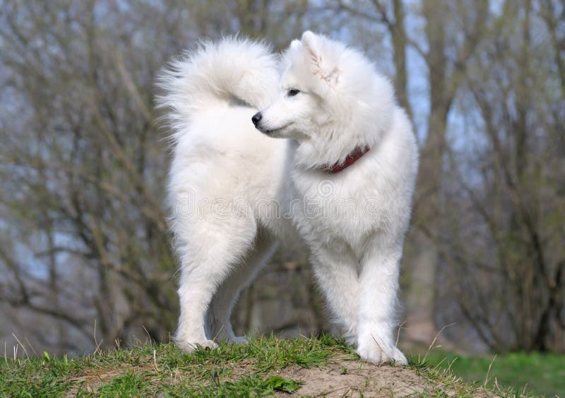 Perro del samoyedo imagen de archivo. Imagen de animal - 7169745