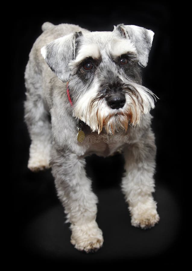 Perro De Mirada Enojado Del Schnauzer Foto de archivo - Imagen de ...