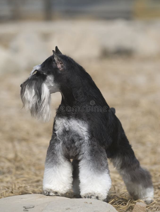 Perro del Schnauzer imagen de archivo. Imagen de encantador - 6784091