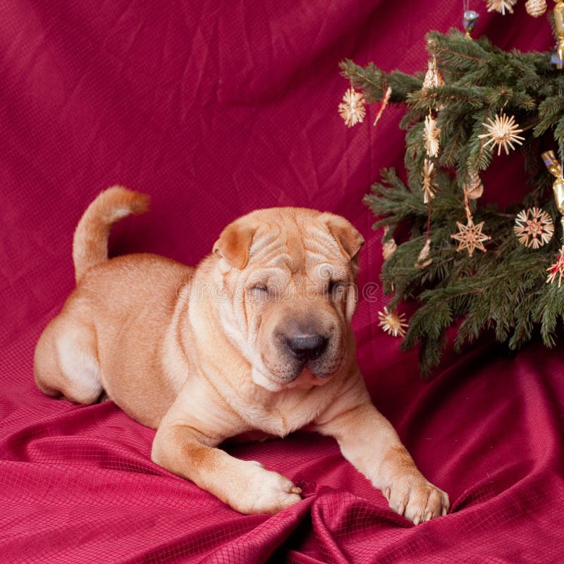 Perro Del Sharpei De La Navidad Imagen de archivo - Imagen de regalo ...