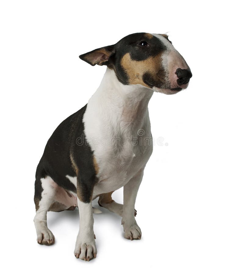 Perro del terrier de Bull foto de archivo. Imagen de lindo - 40802432