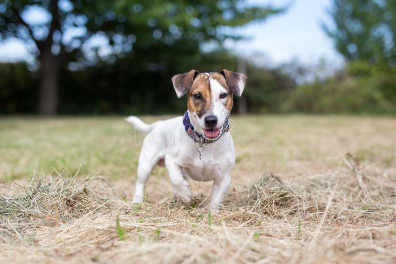 Perro Del Terrier De Jack Russell En Patio Trasero Foto de archivo ...