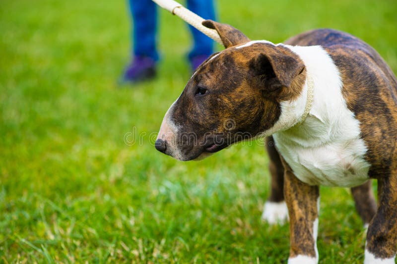 Perro del terror de toro foto de archivo. Imagen de feliz - 165323432