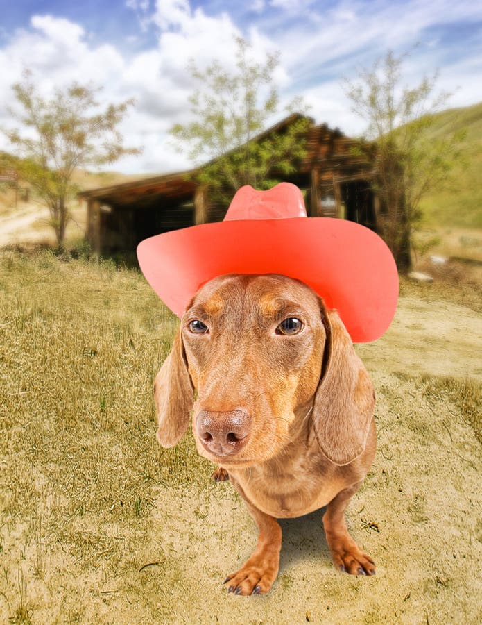 Perro del vaquero imagen de archivo. Imagen de granero - 16863231