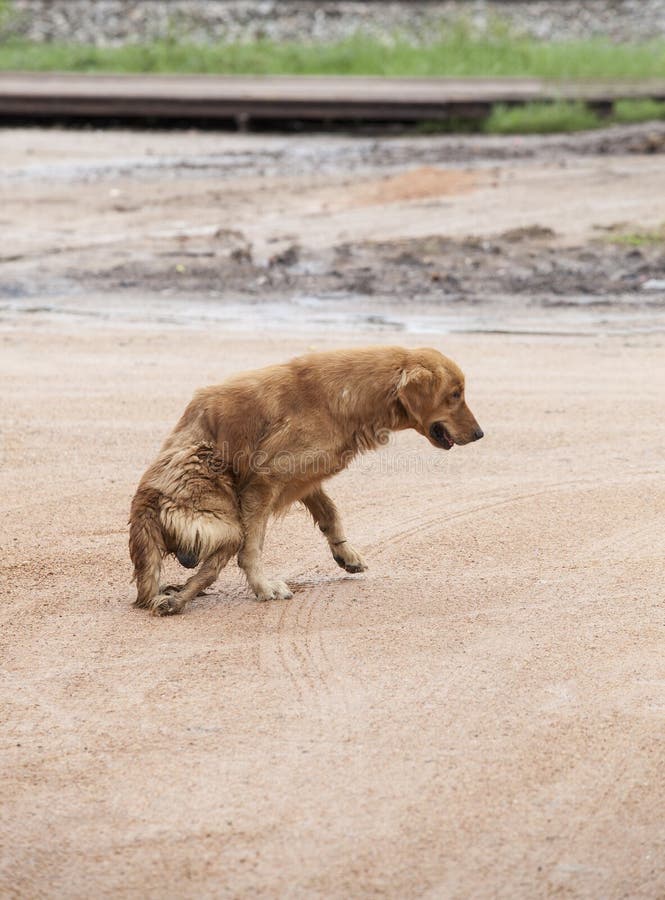 Perro Discapacitado Que Camina En Campo Foto de archivo - Imagen de ...