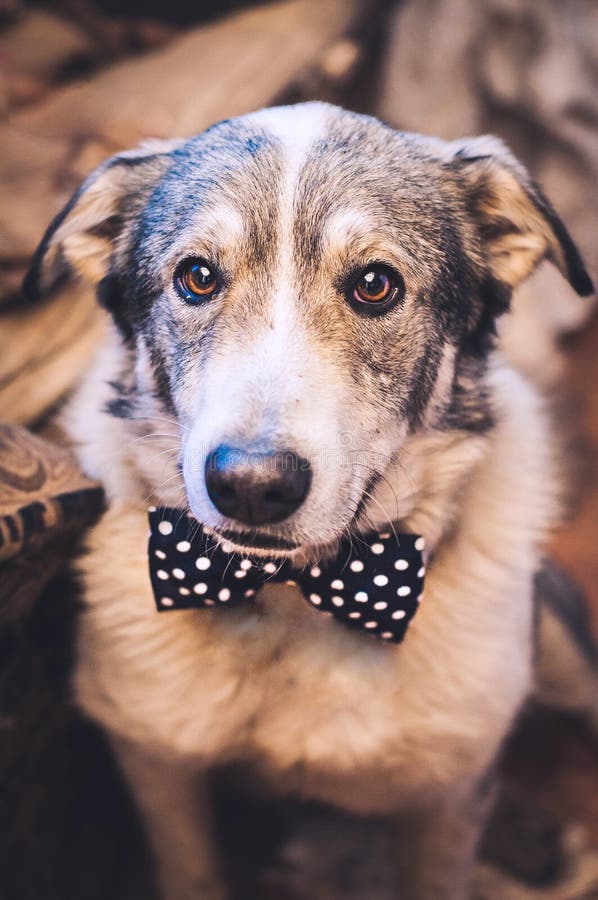 Perro Lindo Detective Elegante Del Barro Amasado Con Las Gafas De Sol Y ...