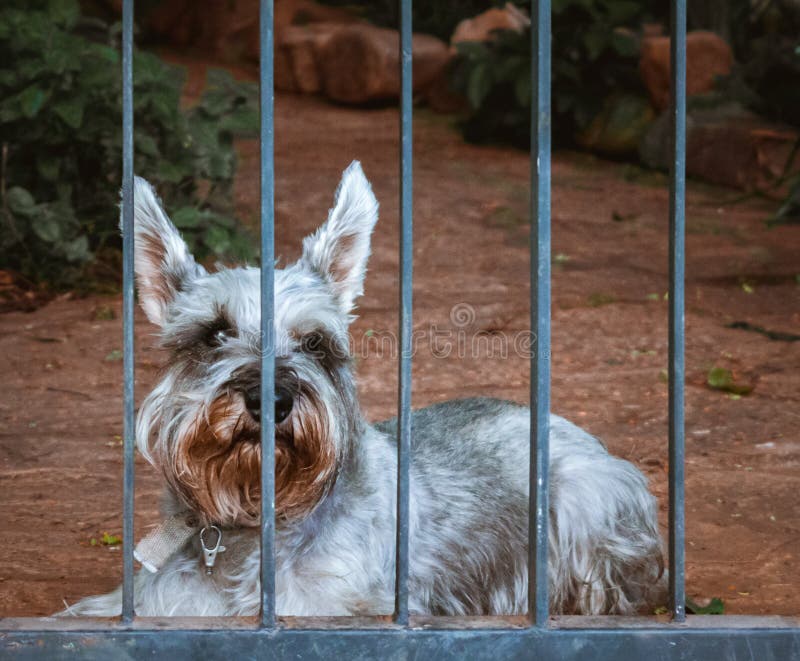 Perro, dog, mascota. stock image. Image of perro, mascota - 151319677