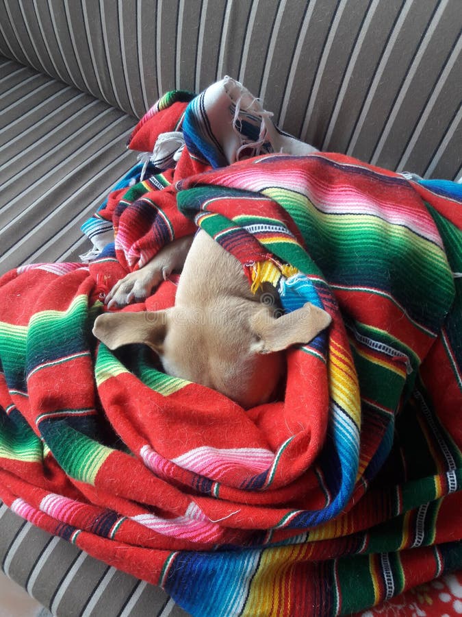 Perro Dormido Acurrucada En Una Manta Imagen de archivo - Imagen de ...