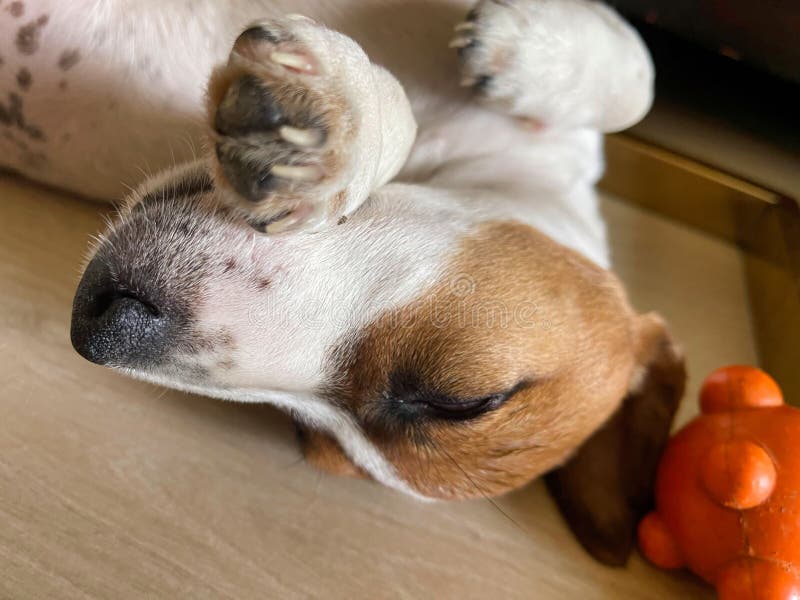 Perro dormido jack russell imagen de archivo. Imagen de perro - 281863251