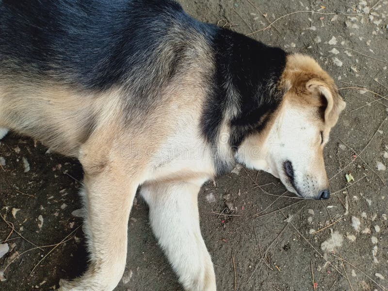 Perro Dormido Lindo Mascota Imagen de archivo - Imagen de animal, lindo ...